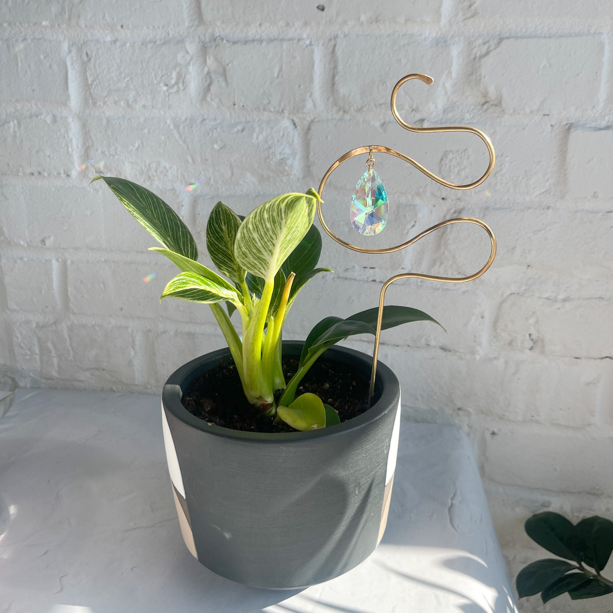 Squiggle Plant Prism | Red Giraffe Designs